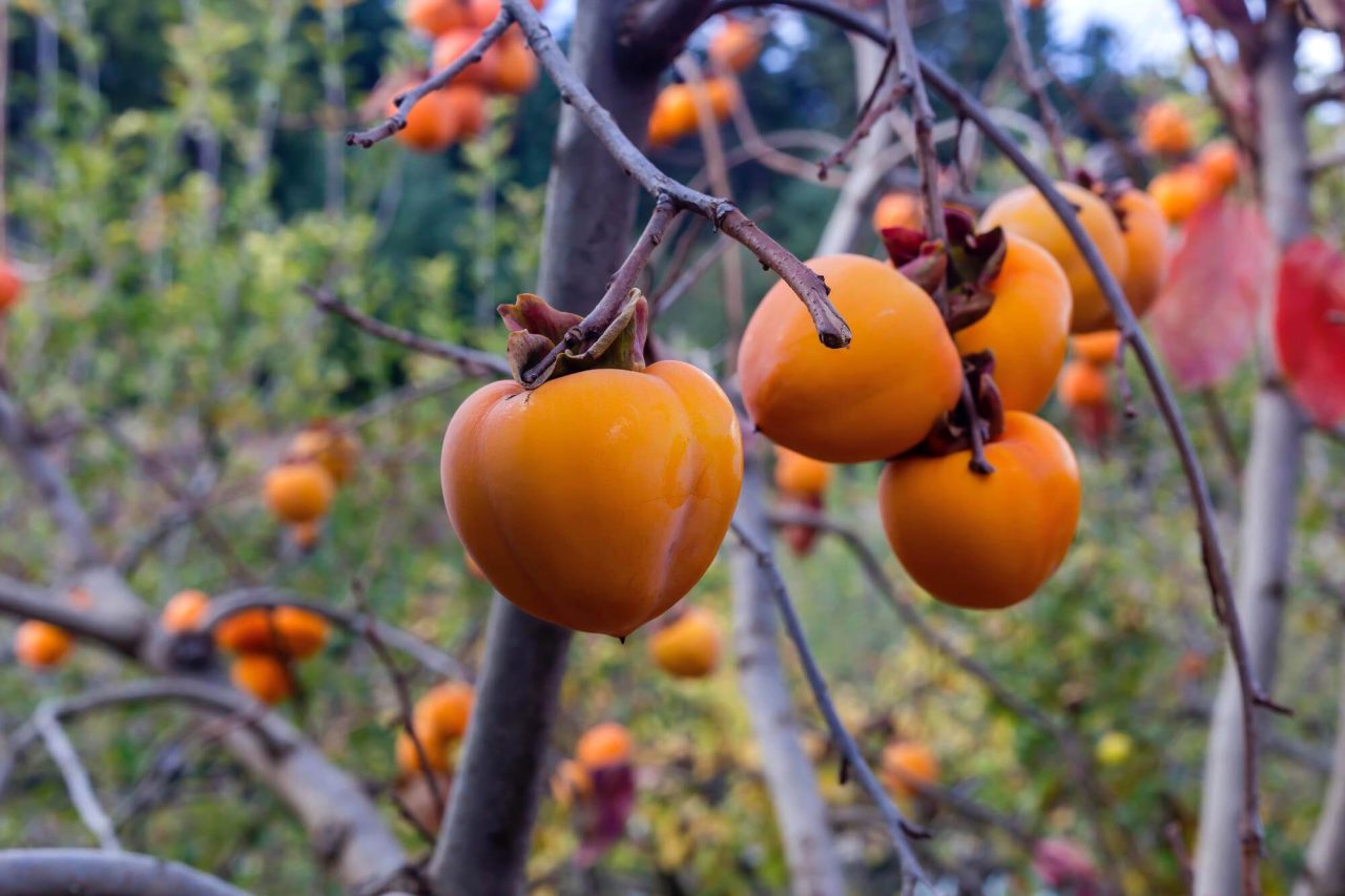 Datolyaszilva (kakiszilva): Minden infó — egy helyen! (2025)