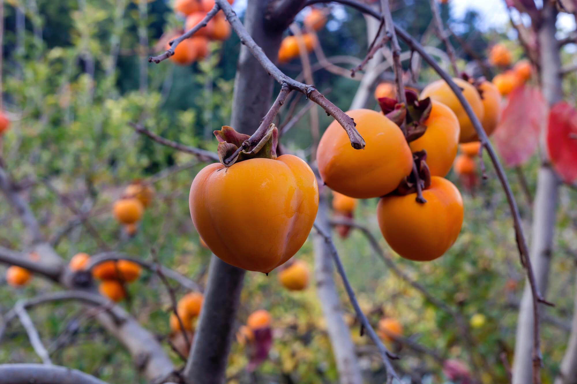 Datolyaszilva (kakiszilva): Minden infó — egy helyen! (2026)