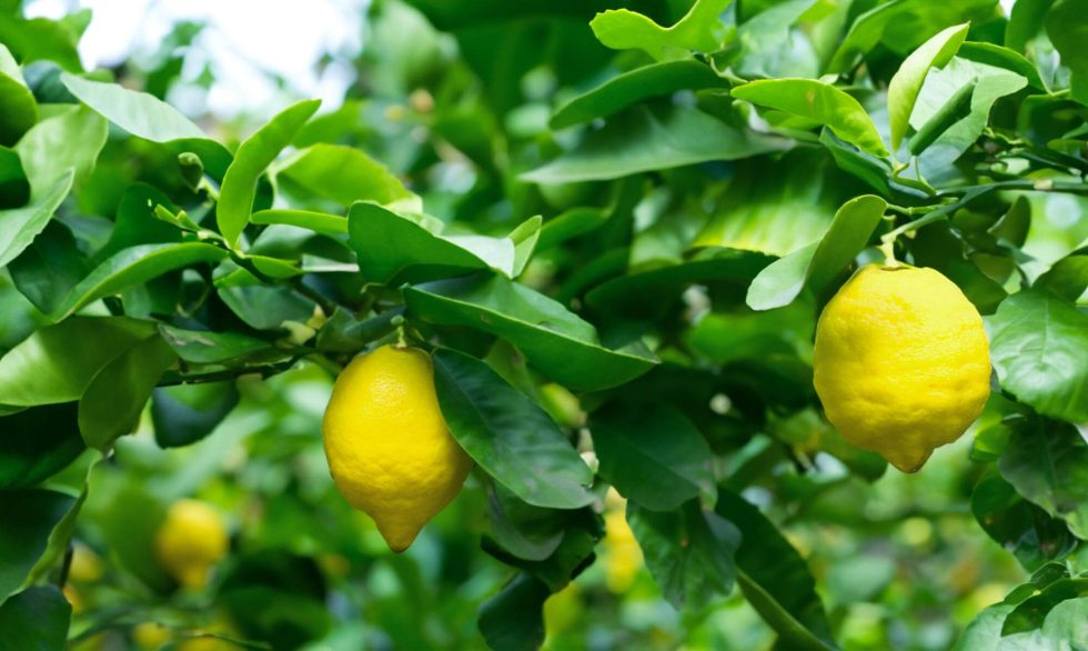 Citromfa gondozása 2026-ban — lépésről-lépésre (útmutató)